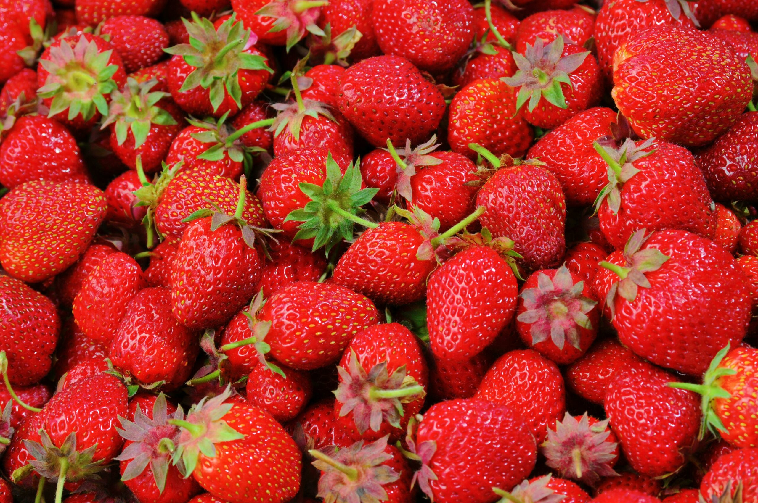 Fierté bretonne : les fraises de Plougastel - Le Blog par Breizh Club