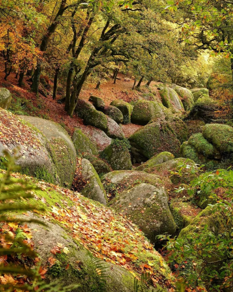 Les 10 plus belles forêts de Bretagne - Le Blog par Breizh Club