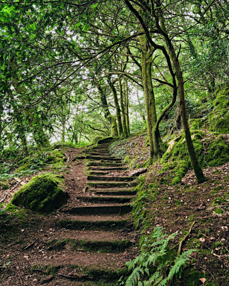 Les 10 plus belles forêts de Bretagne - Le Blog par Breizh Club