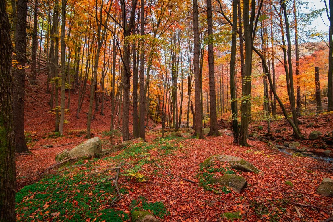 Les 10 plus belles forêts de Bretagne - Le Blog par Breizh Club