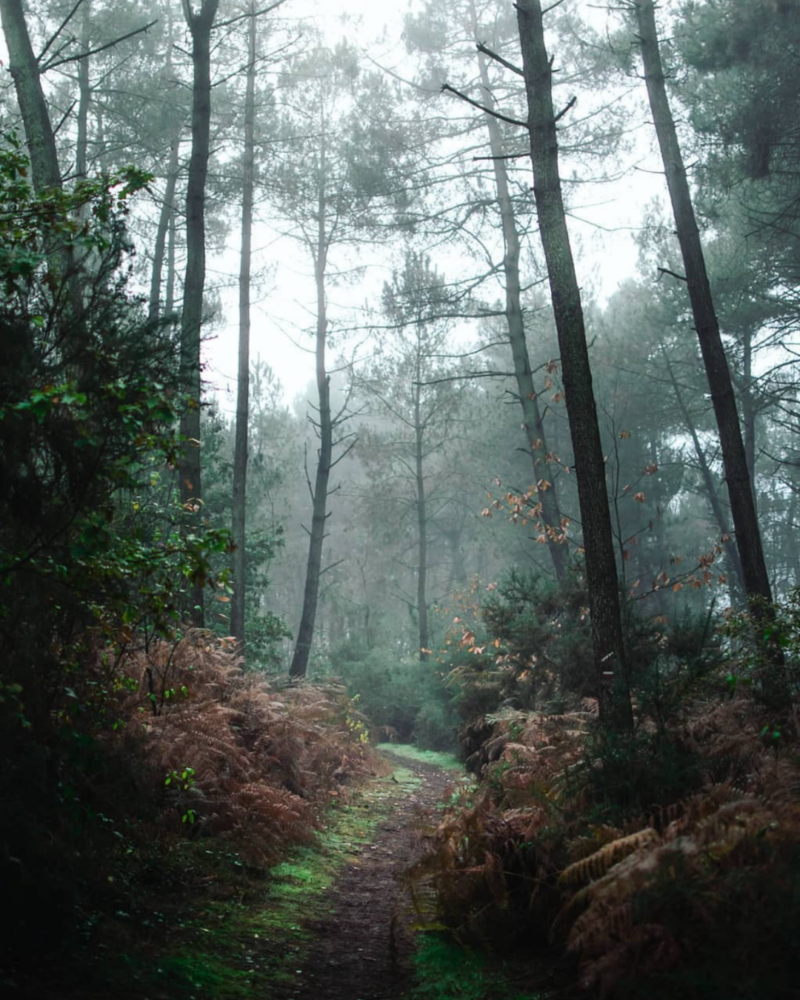 Les 10 plus belles forêts de Bretagne - Le Blog par Breizh Club